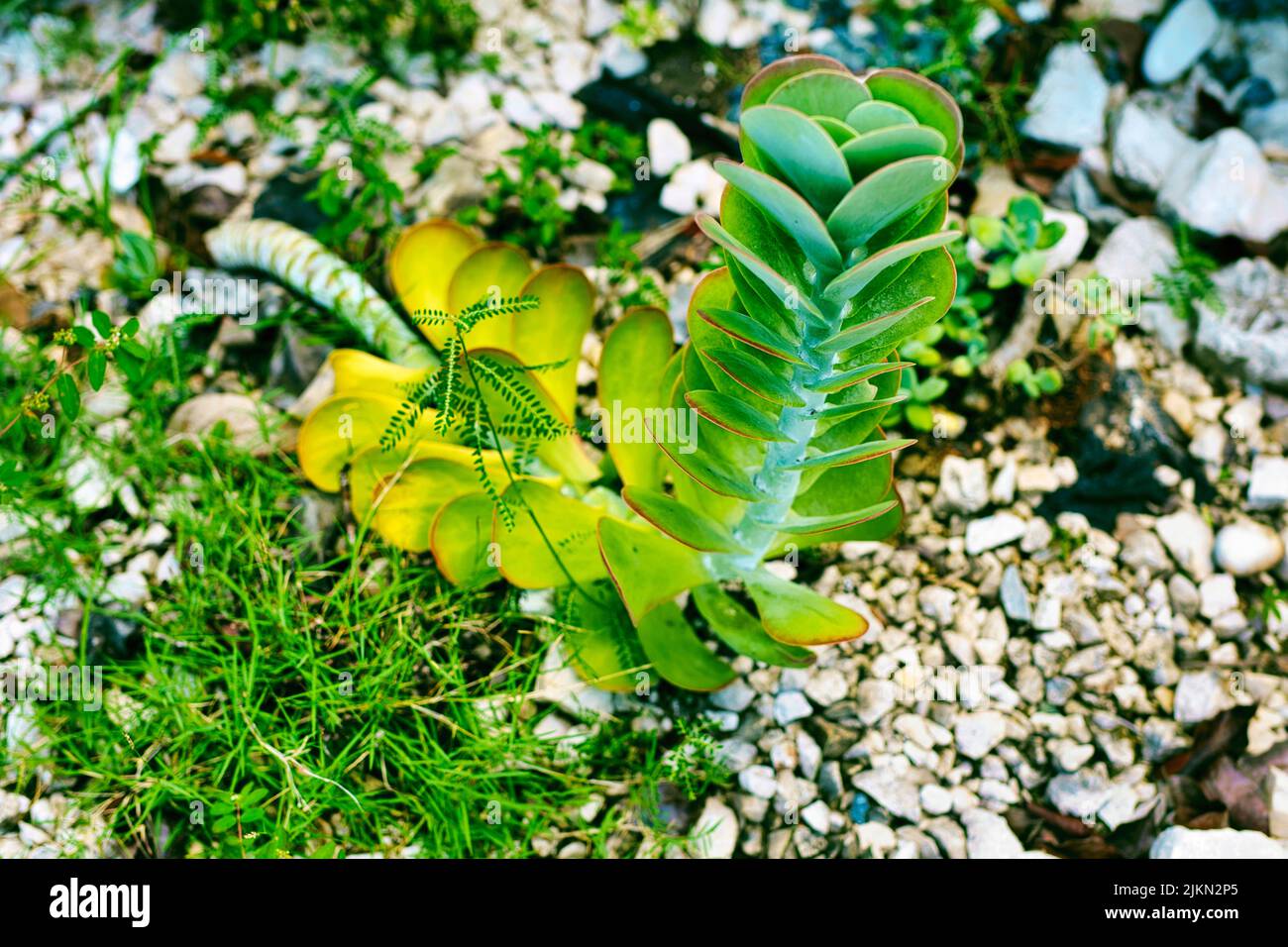 Zamia plant hi-res stock photography and images - Alamy