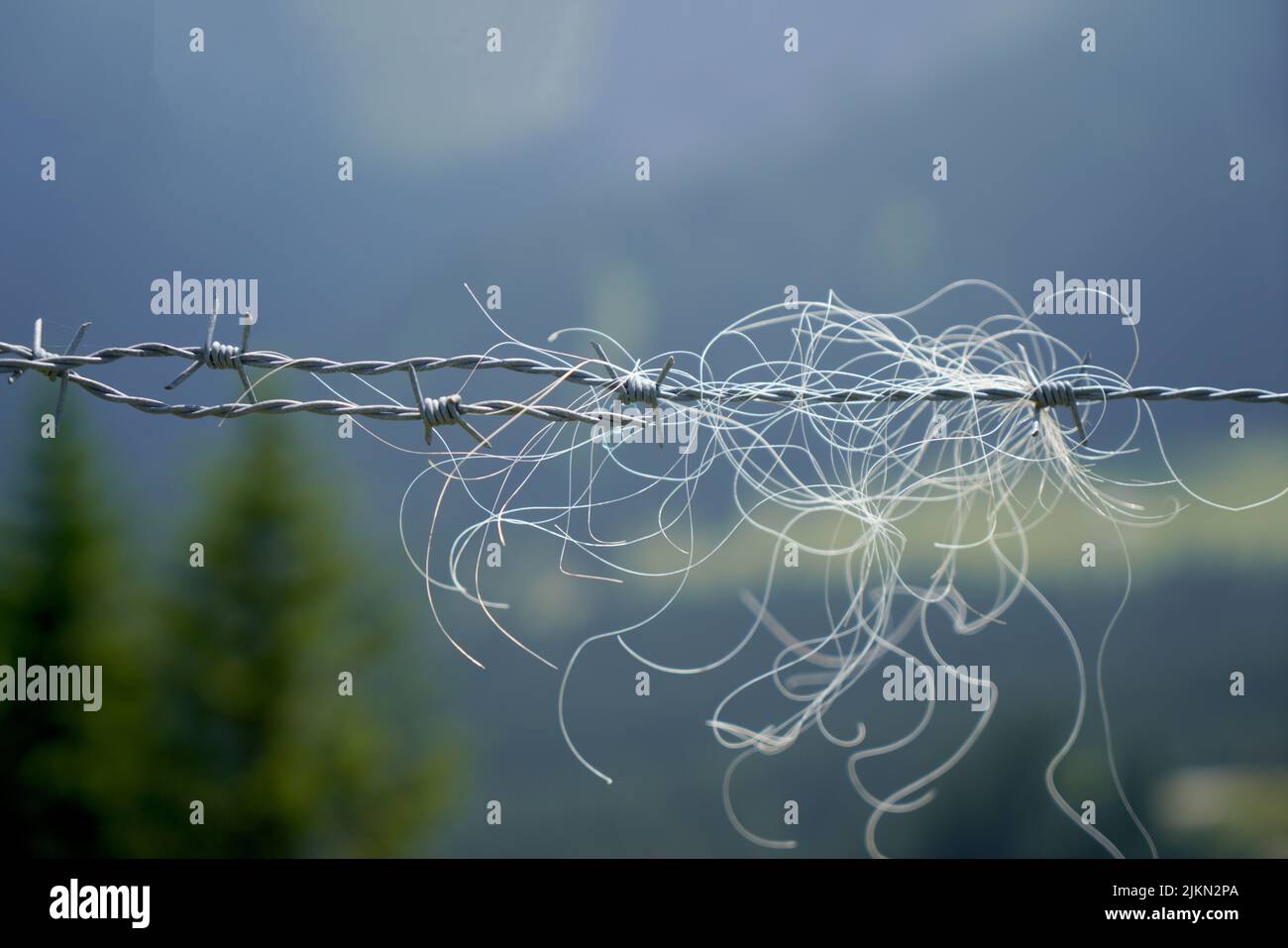Barbed barrier hi-res stock photography and images - Alamy