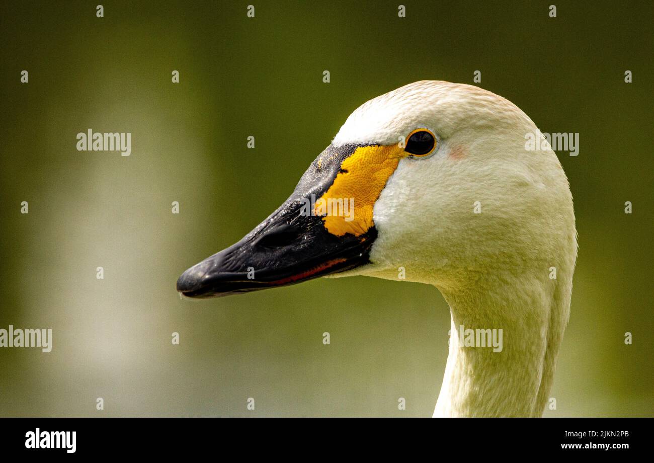 A close-up shot of swan head on a blurred green background Stock Photo ...