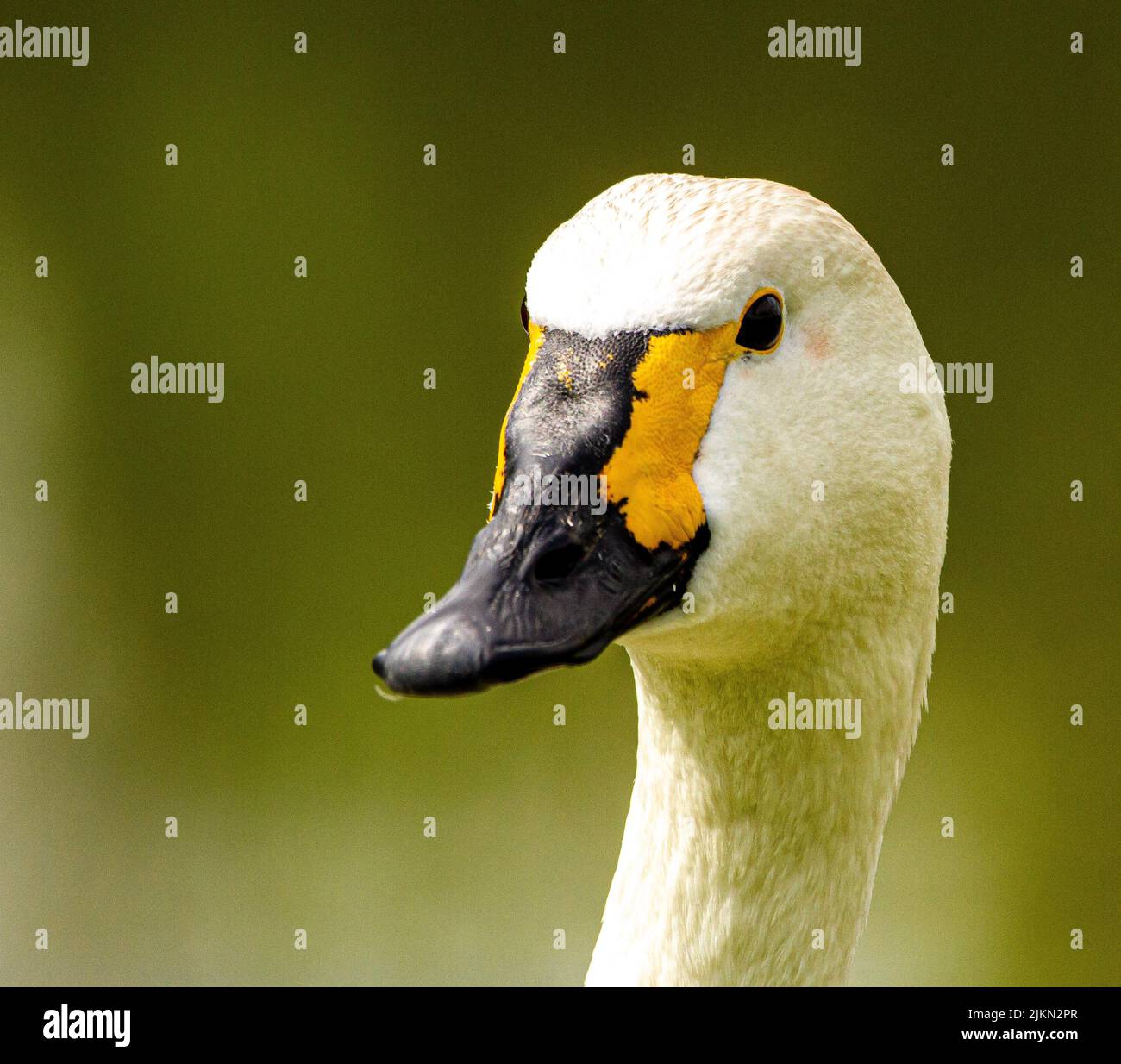 A close-up shot of swan head on a blurred green background Stock Photo ...