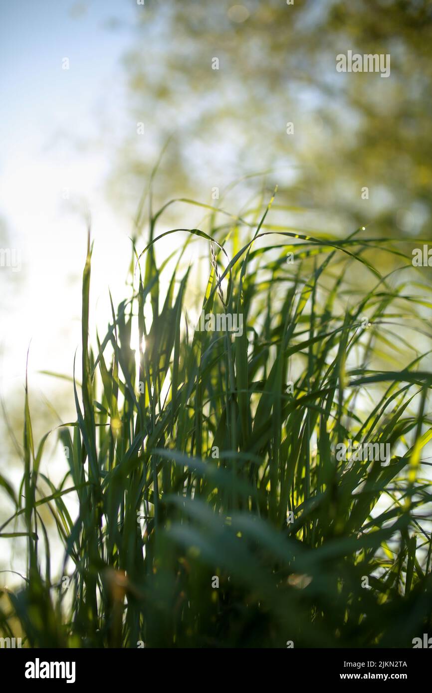 A vertical shot growing grasses in background of sun rays Stock Photo ...