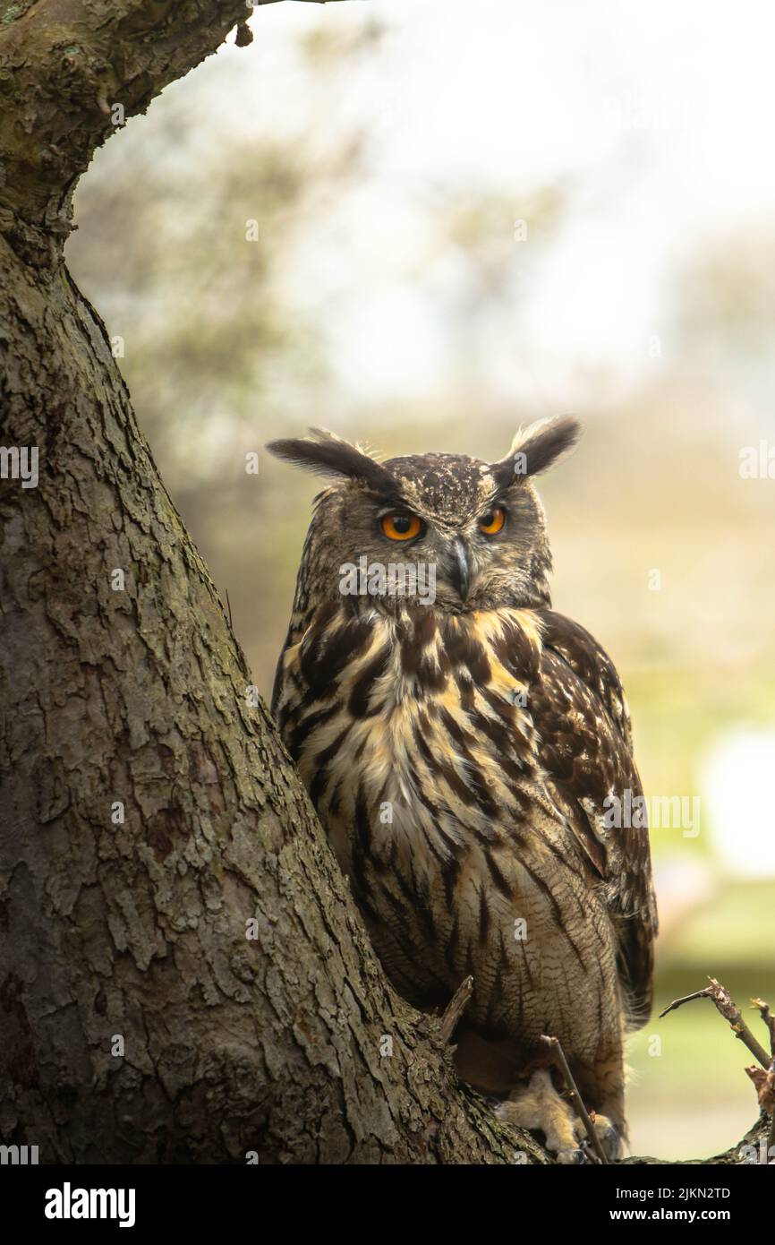 Black eagle owl hi-res stock photography and images - Alamy