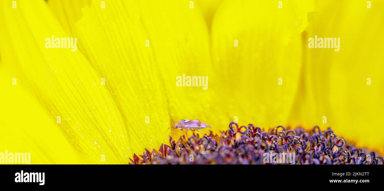 A macro shot of a blooming sunflower with an insect Stock Photo - Alamy