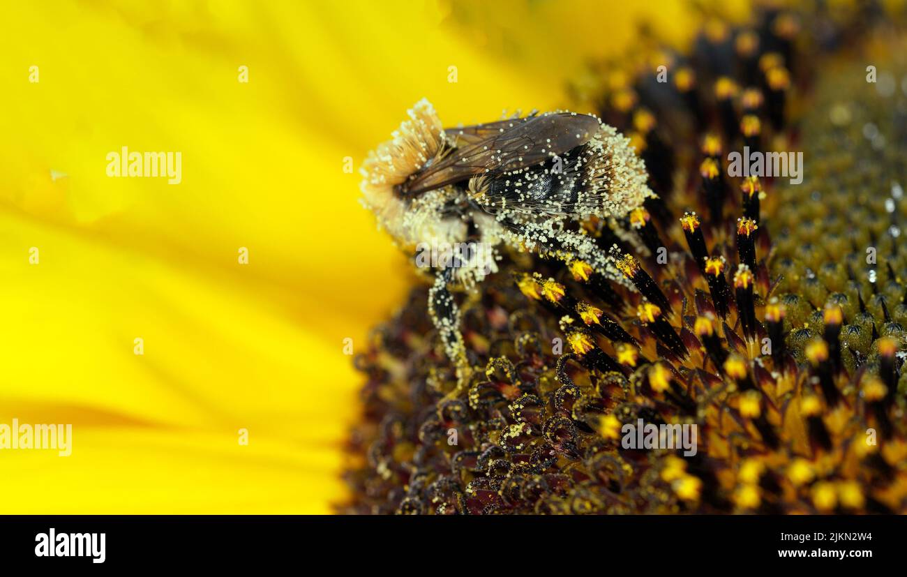 A macro shot of a blooming sunflower with an insect Stock Photo - Alamy