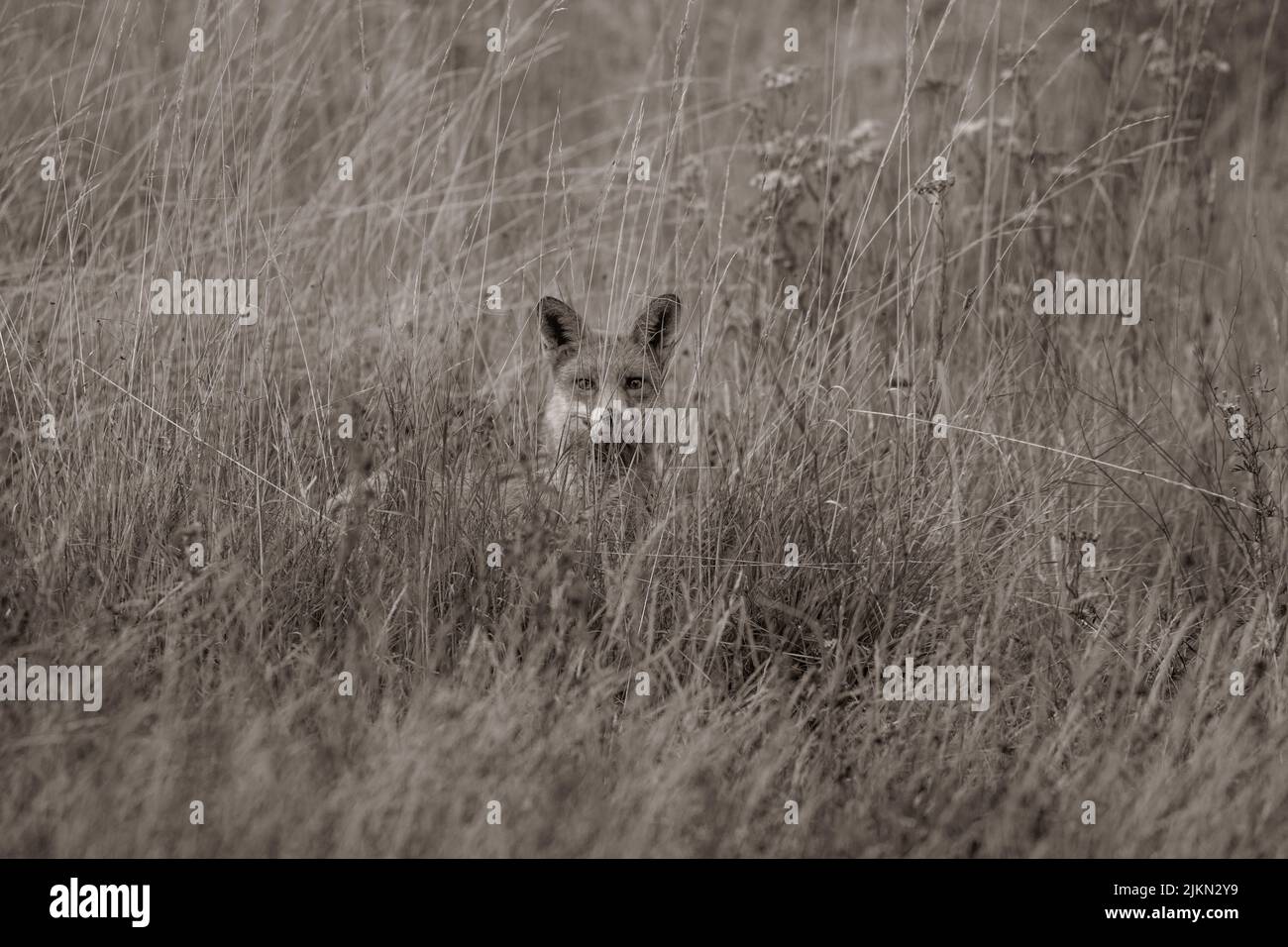 A red fox hid in the scratch grass of the field Stock Photo - Alamy