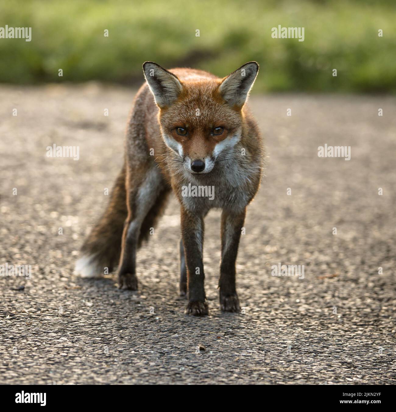 Japanese fox statue hi-res stock photography and images - Alamy