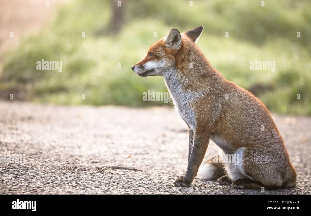 Japanese fox statue hi-res stock photography and images - Alamy