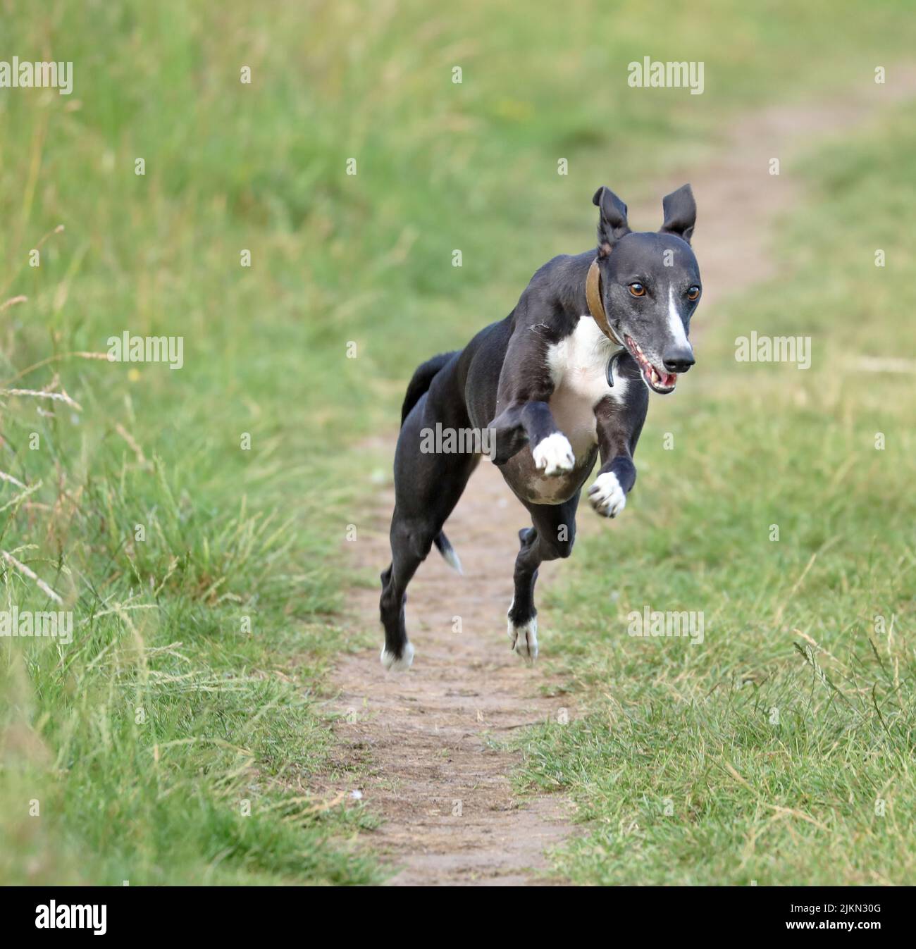 A closeup shot of the Greyhound dog running and playing in the field ...