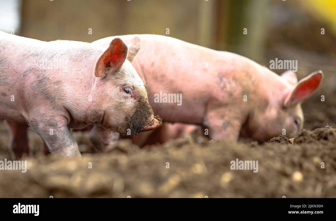 A closeup of pigs playing in mud in a farm Stock Photo - Alamy