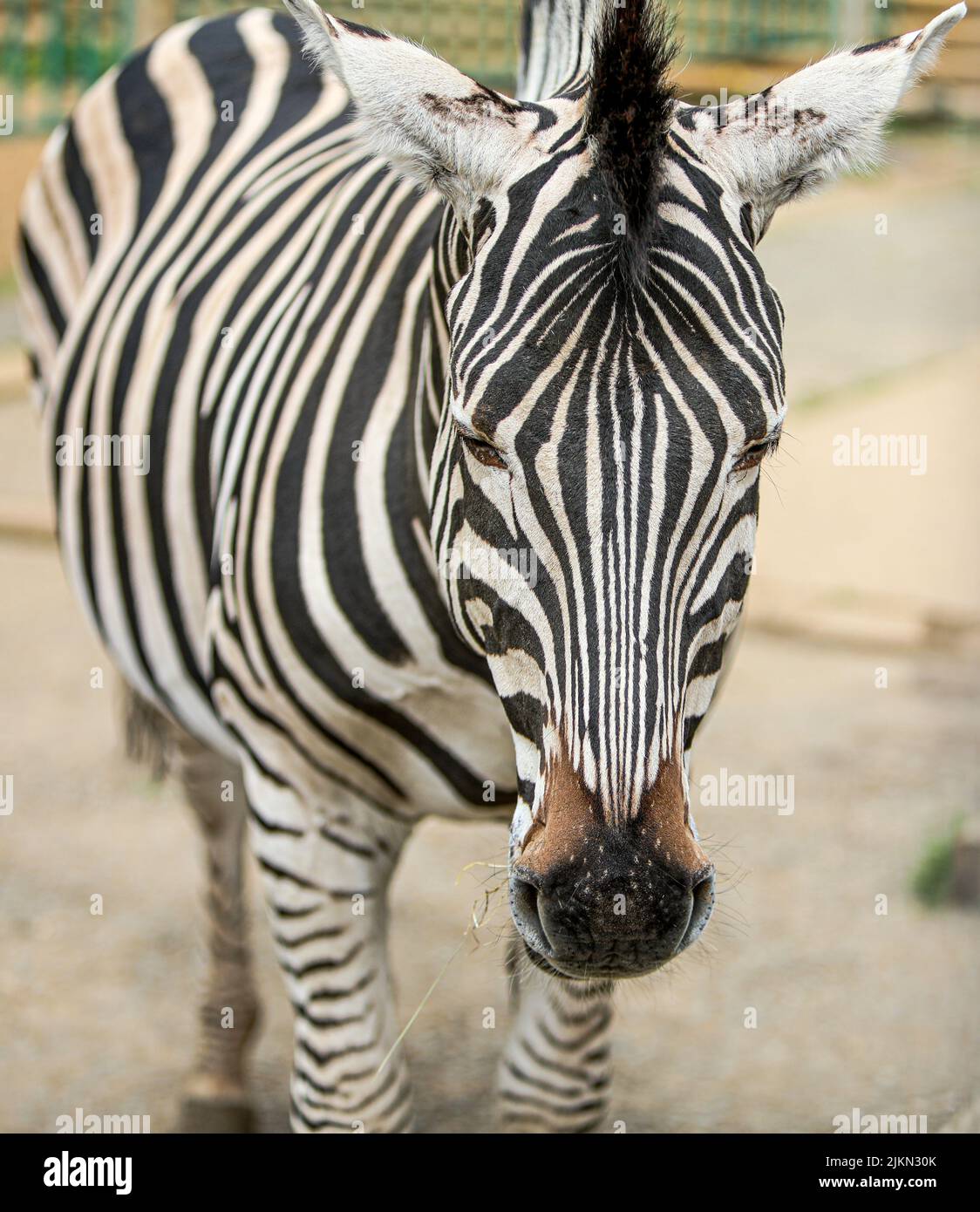 Zebra in a zoo hi-res stock photography and images - Alamy