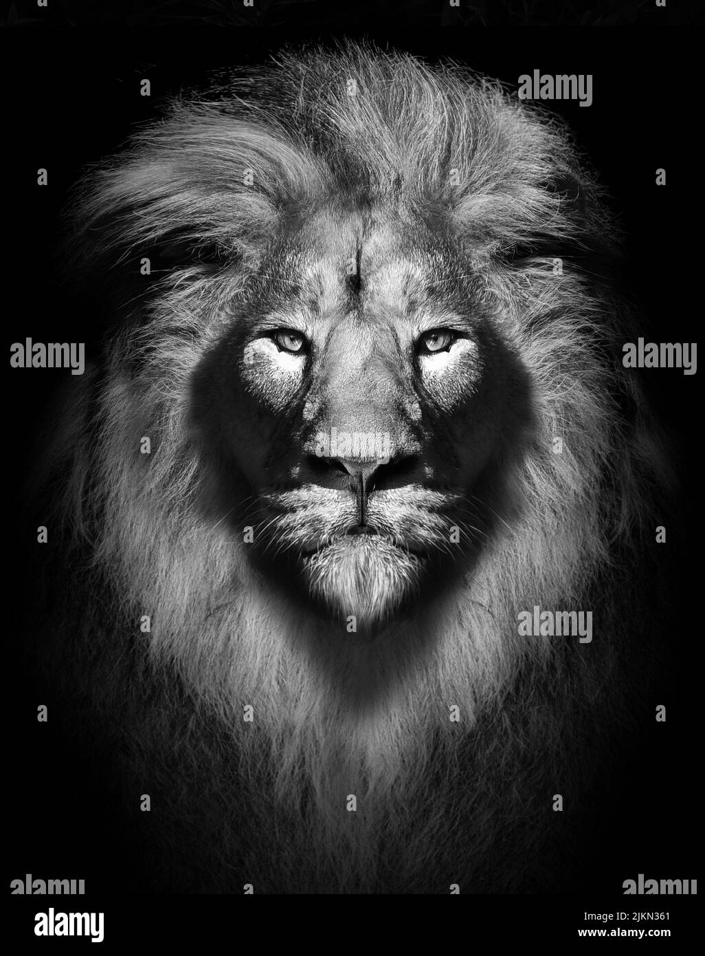 A vertical 2D illustration of a fierce lion's face on a blurry black ...