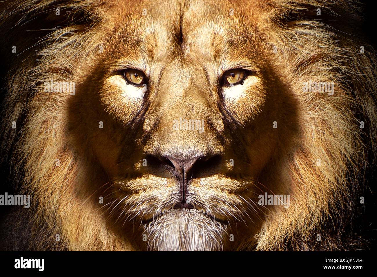 A closeup of a lion's face looking directly into the camera with ...