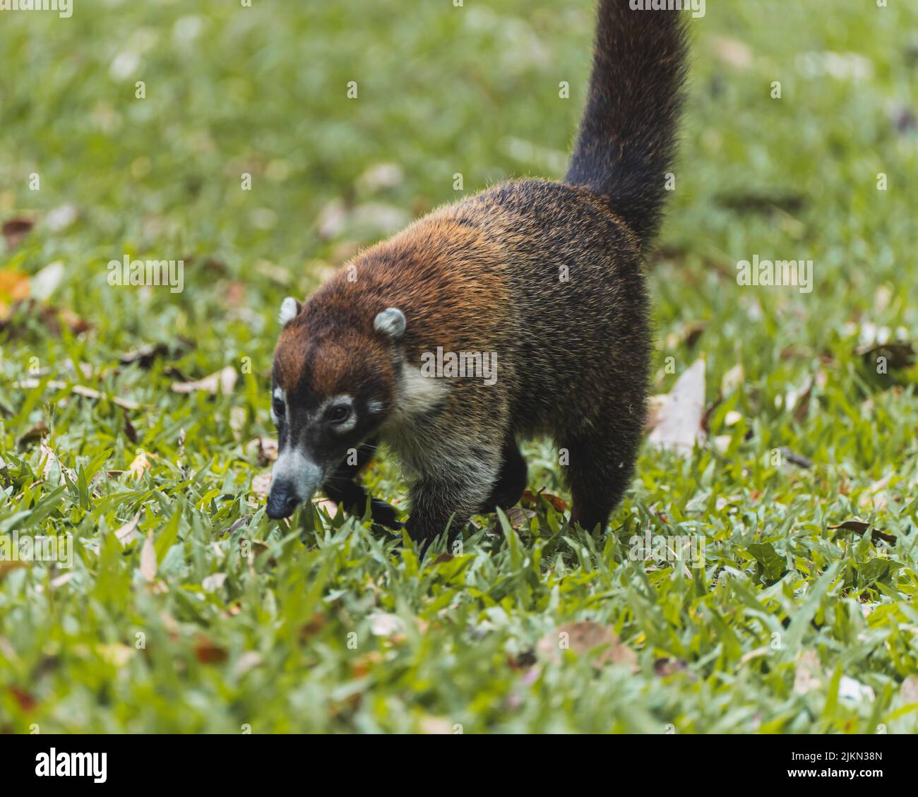 A closeup of a white-nosed coati walking on the green grass Stock Photo ...