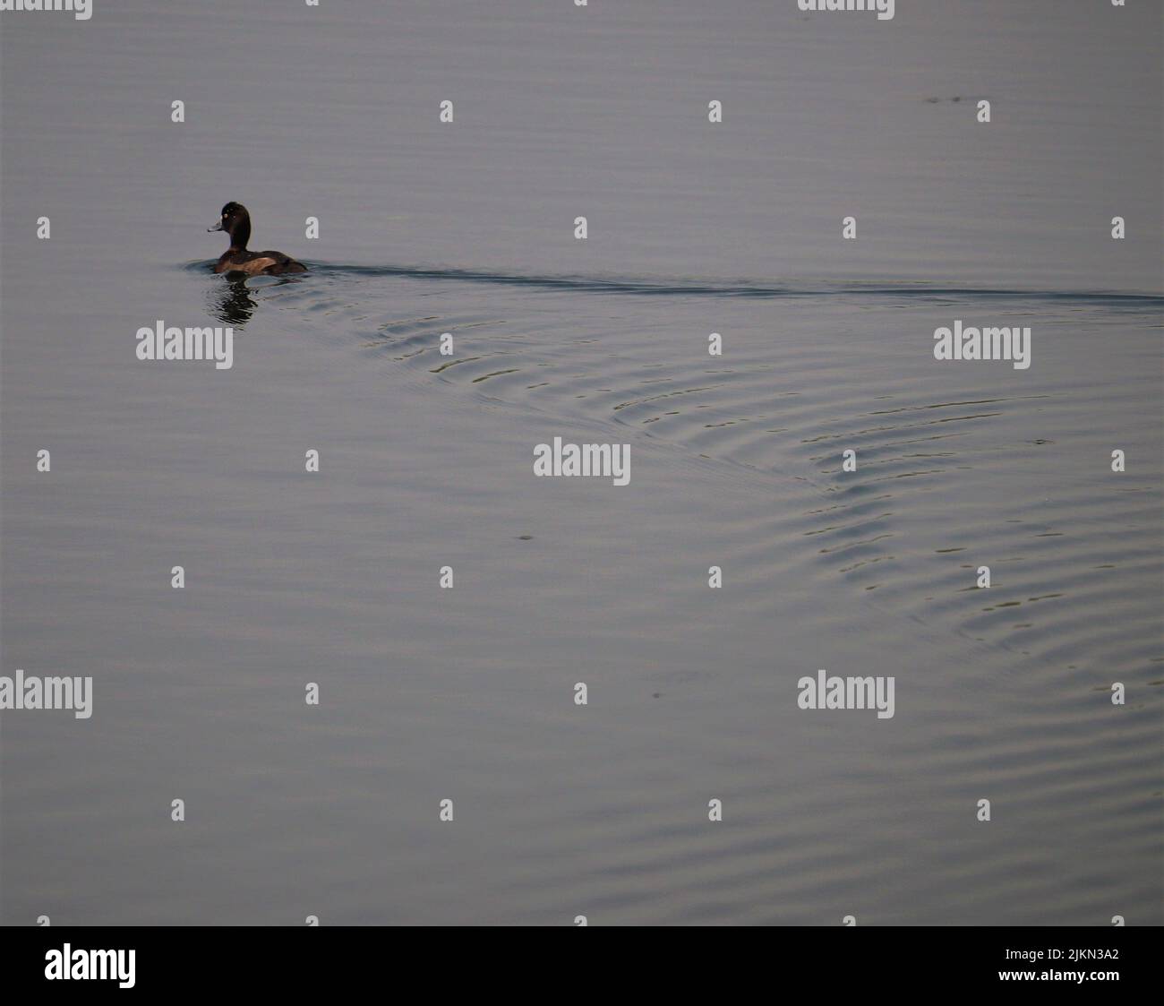 An adorable tufted duck swimming in the calm lake Stock Photo - Alamy