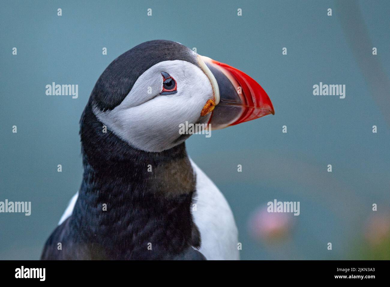 Rspb fowlsheugh puffin hi-res stock photography and images - Alamy