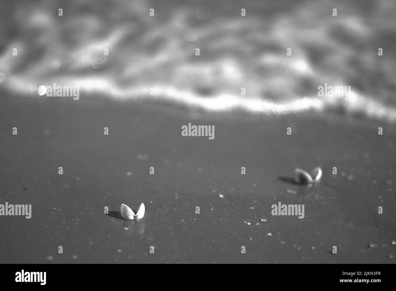 A grayscale closeup of the sandy beach with seashells and the waves ...