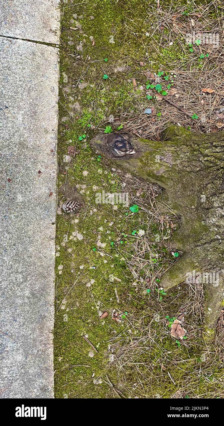 A vertical top view of a cement trail through a mossy forest Stock ...