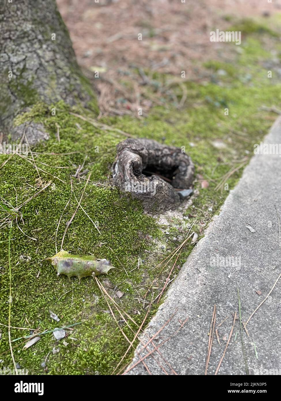 A vertical shot of a tree stump hole in a park in Northern Colorado ...