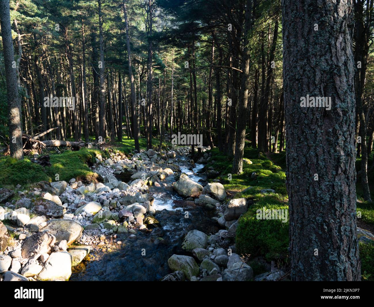 Creek rocks rocky forest hi-res stock photography and images - Alamy