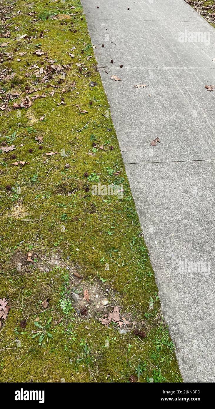 A vertical shot of a gray trail through a green park Stock Photo - Alamy