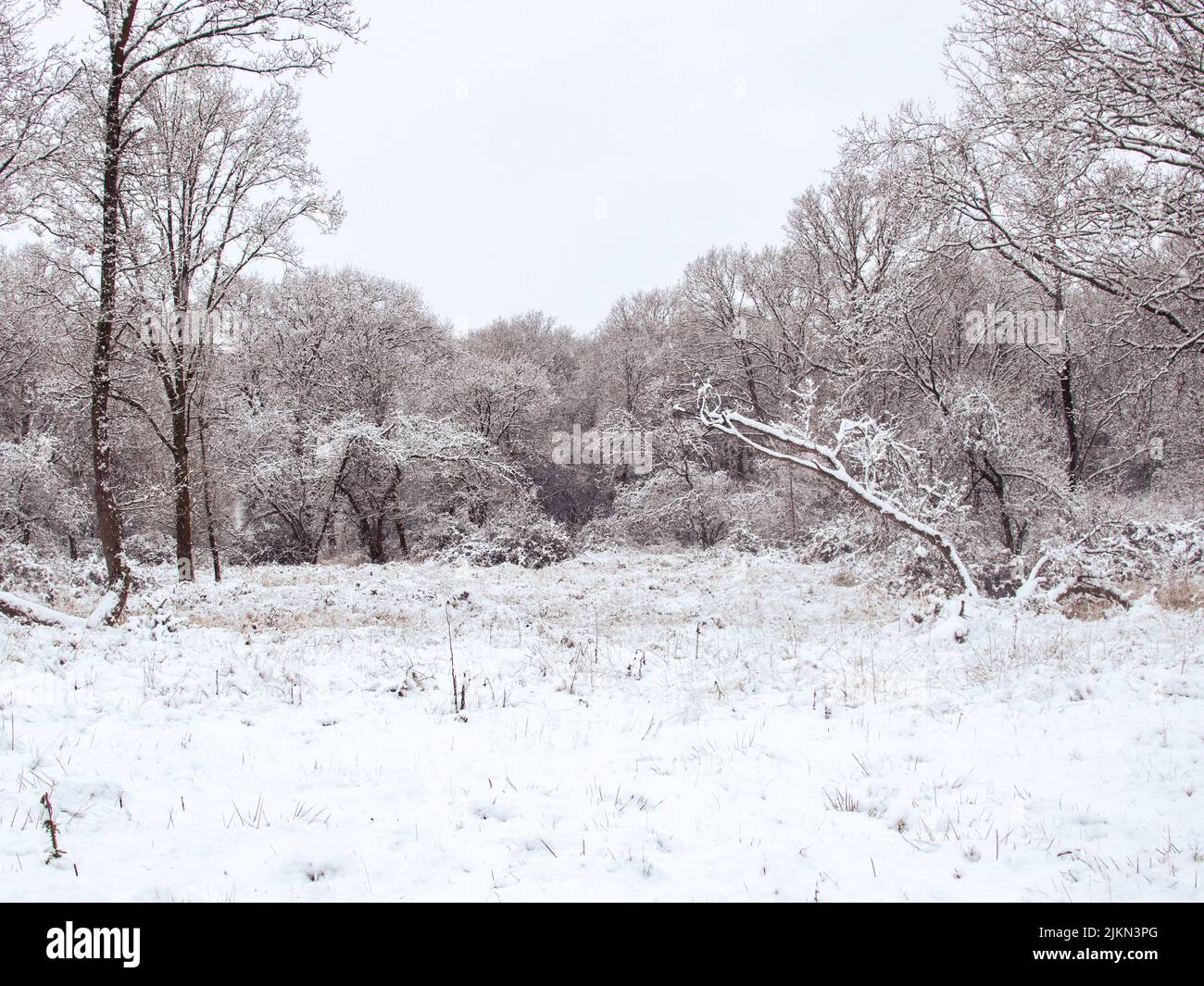 A frosty forest covered in snow Stock Photo - Alamy