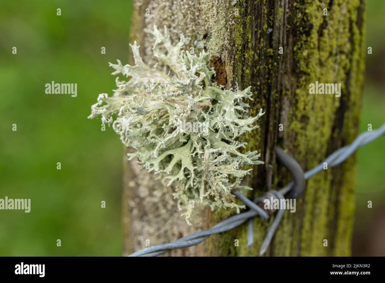 Metal in tree trunk hi-res stock photography and images - Alamy