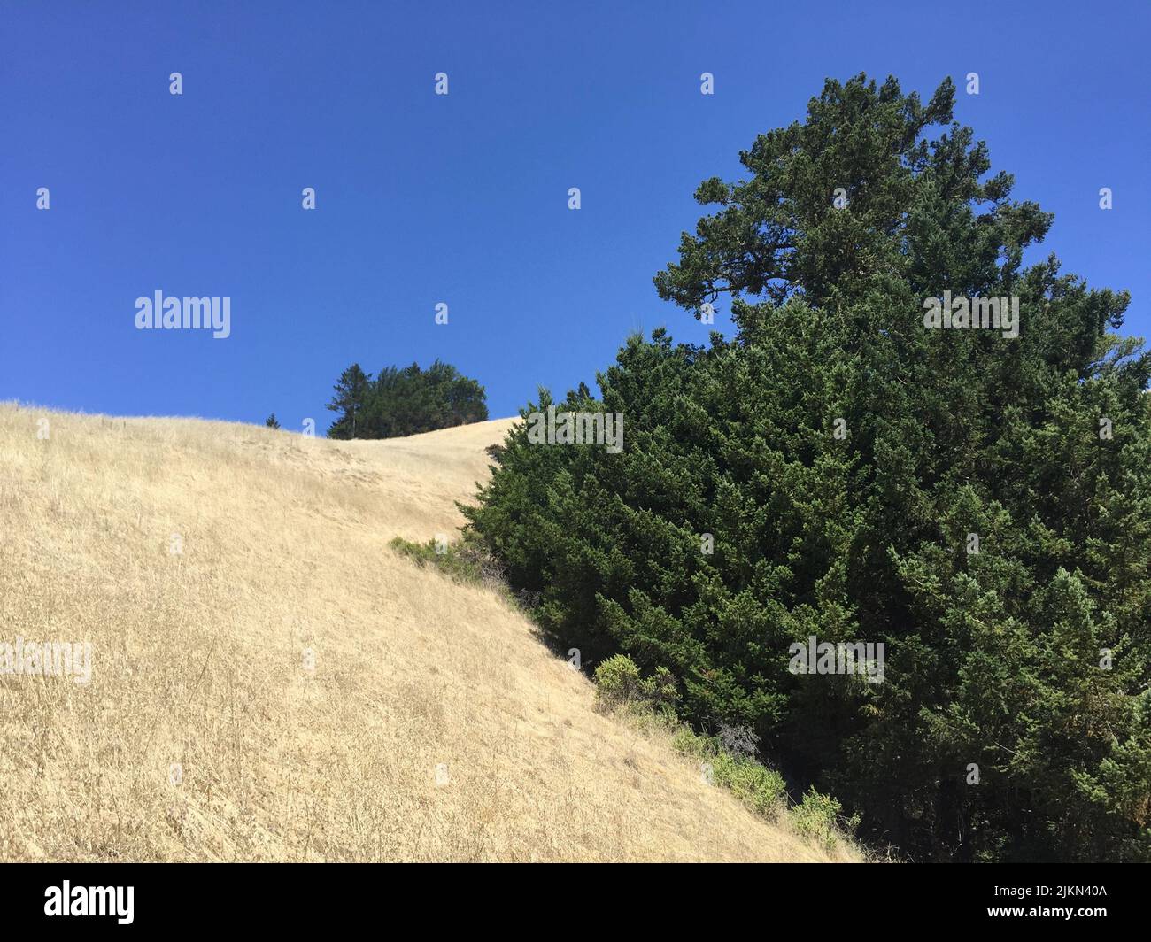 A view of the slope of the hill with bushes and light grass under the ...