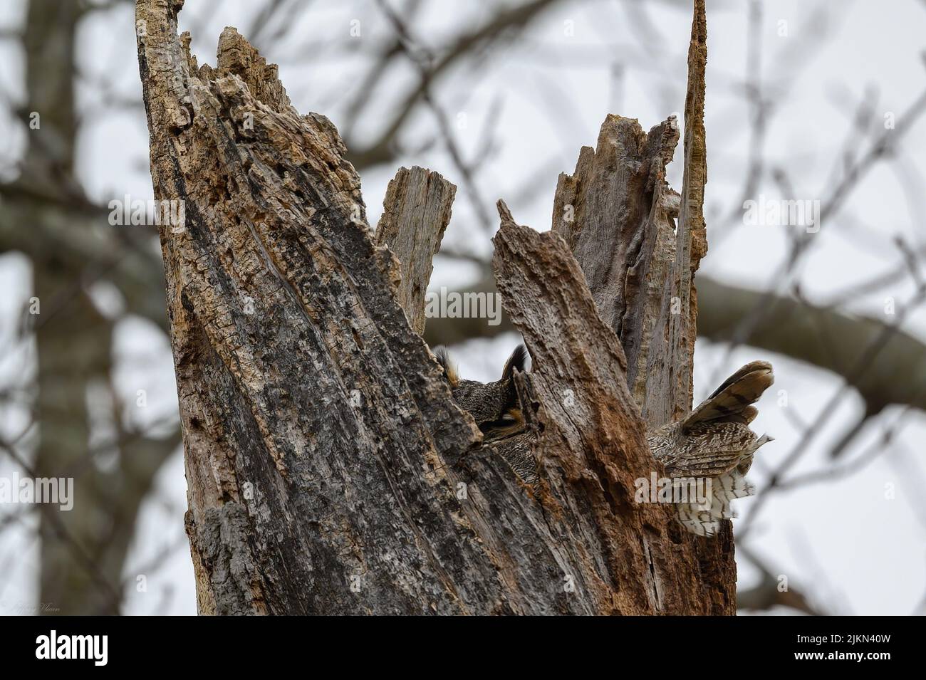 A closeup of a great horned owl nesting in a broken tree top Stock Photo - Alamy