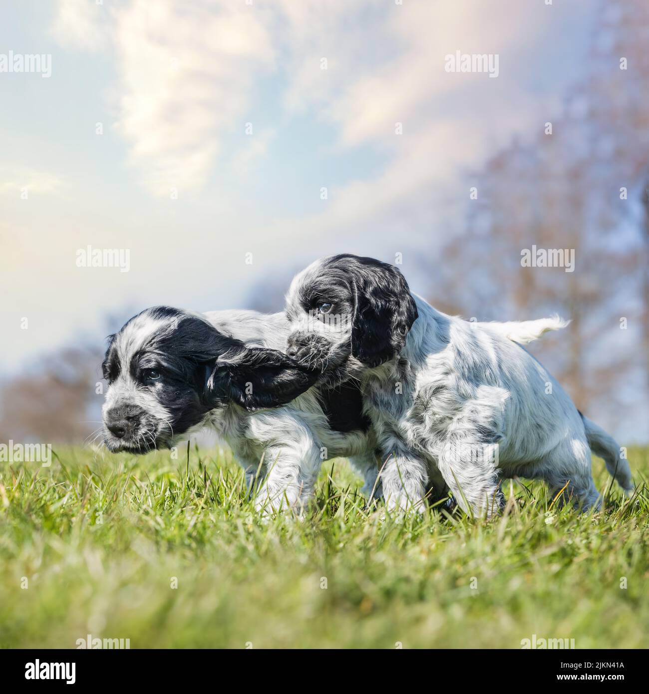 White background field spaniel hi-res stock photography and images - Alamy