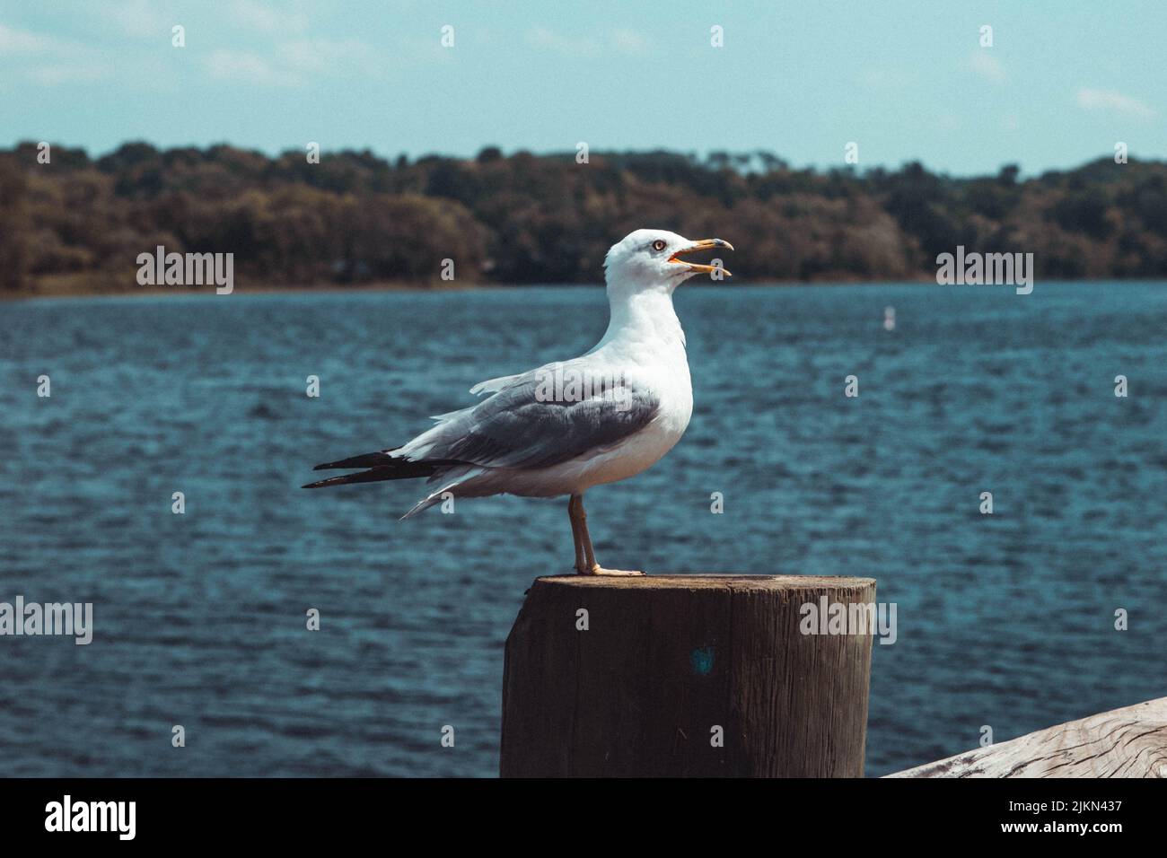 A closeup Seagull in front of water in Maine Stock Photo - Alamy
