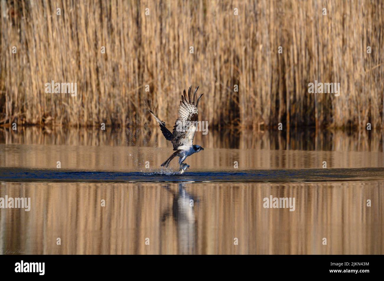 An Osprey bird fishing for Alewife fish in the pond during spring Stock ...
