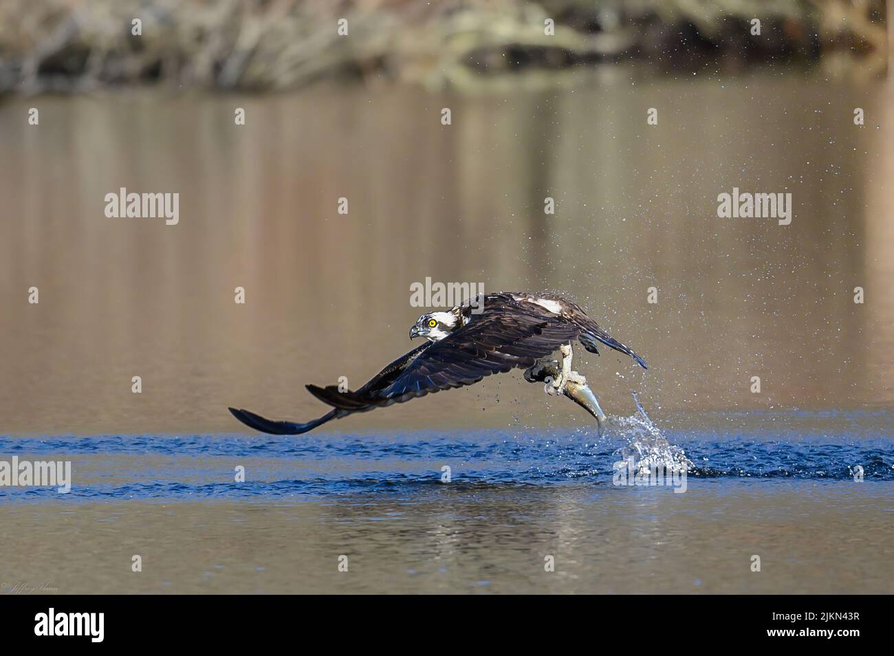An Osprey bird fishing for Alewife fish in the pond during spring Stock ...