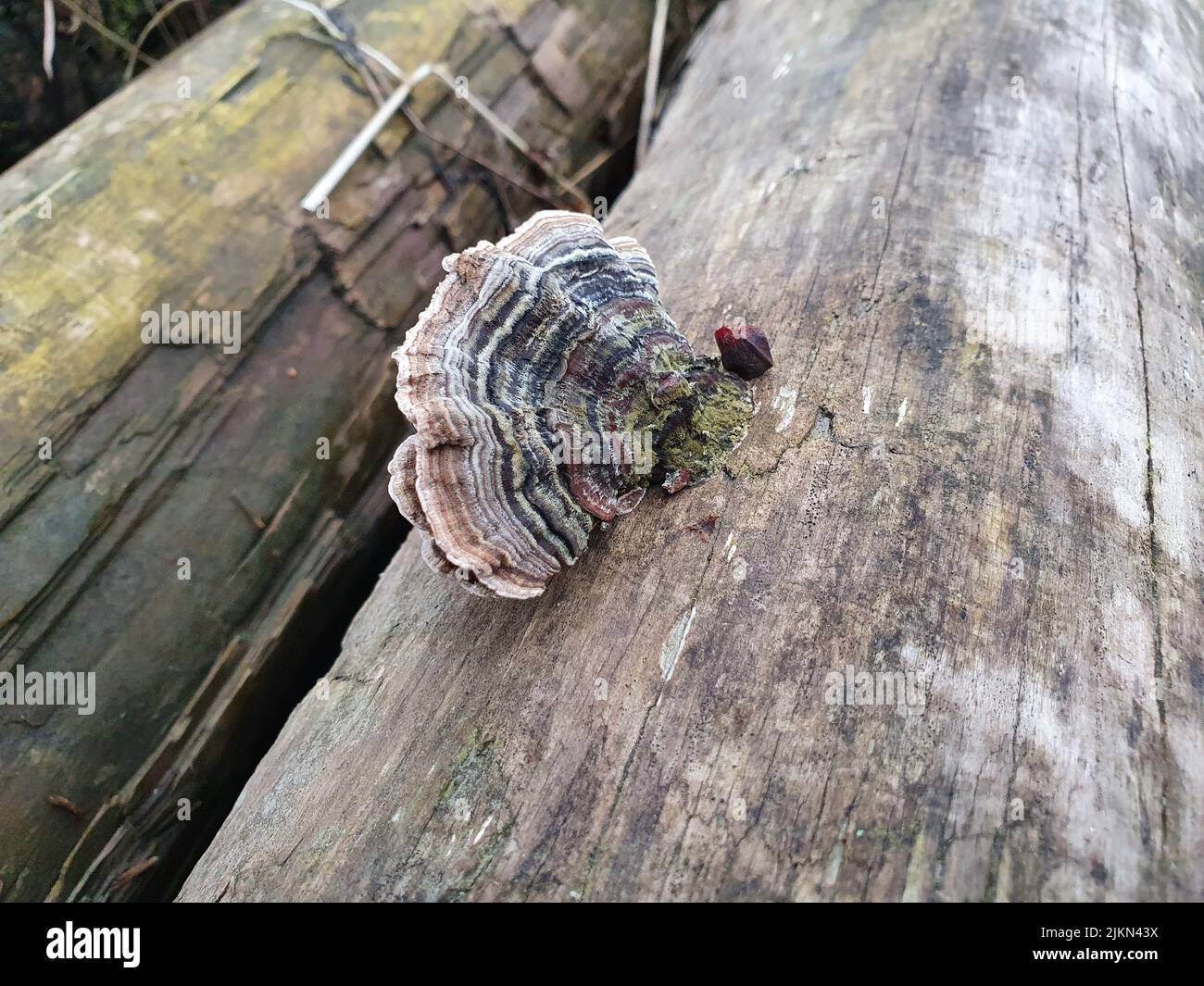 Sponge mushroom hi-res stock photography and images - Alamy