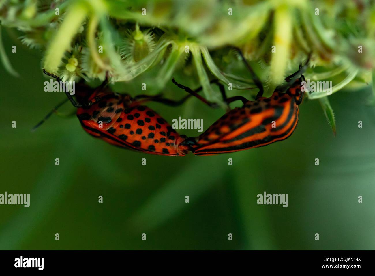 A macro shot of mirrored striped red shield bugs on a plant in the ...