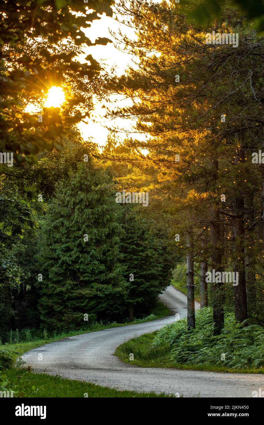 The empty path in the beautiful forest at sunset Stock Photo - Alamy