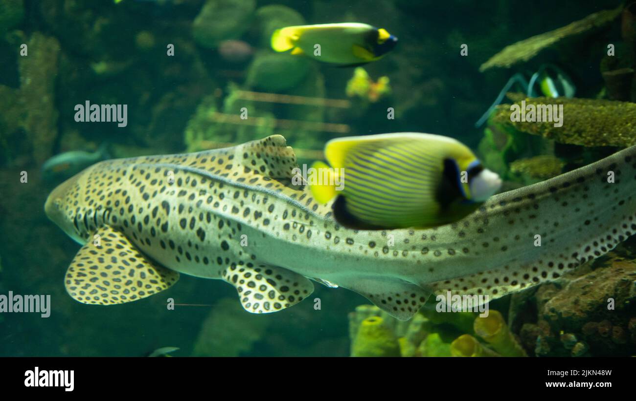 A closeup shot of an emperor angelfish and a zebra shark in an aquarium ...