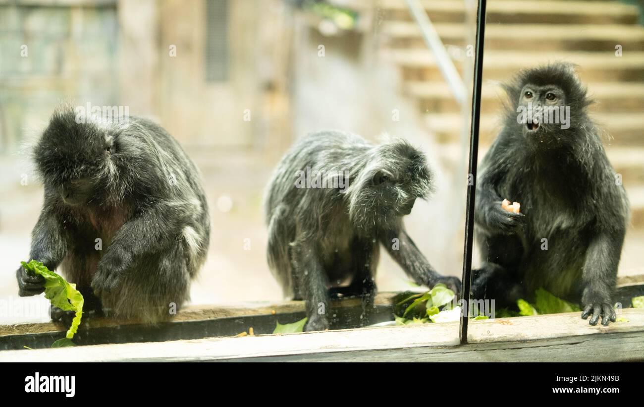 Colobines hi-res stock photography and images - Alamy