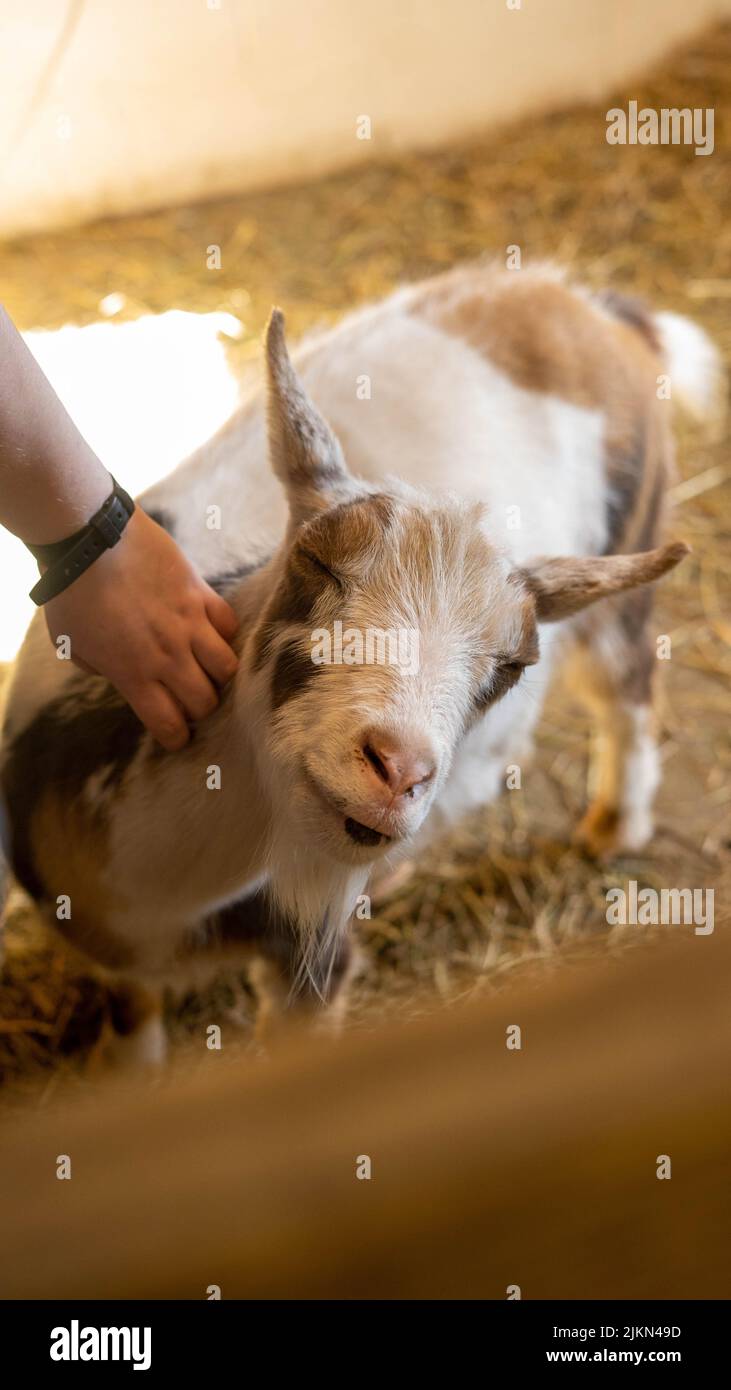 A vertical shot of a woman touching the neck of a goat Stock Photo - Alamy