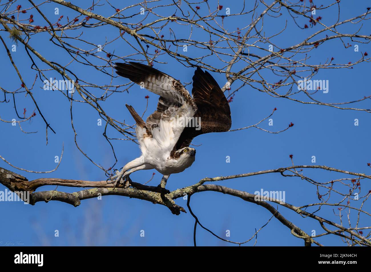 An Osprey bird lifting off as an Eagle approached his location Stock ...