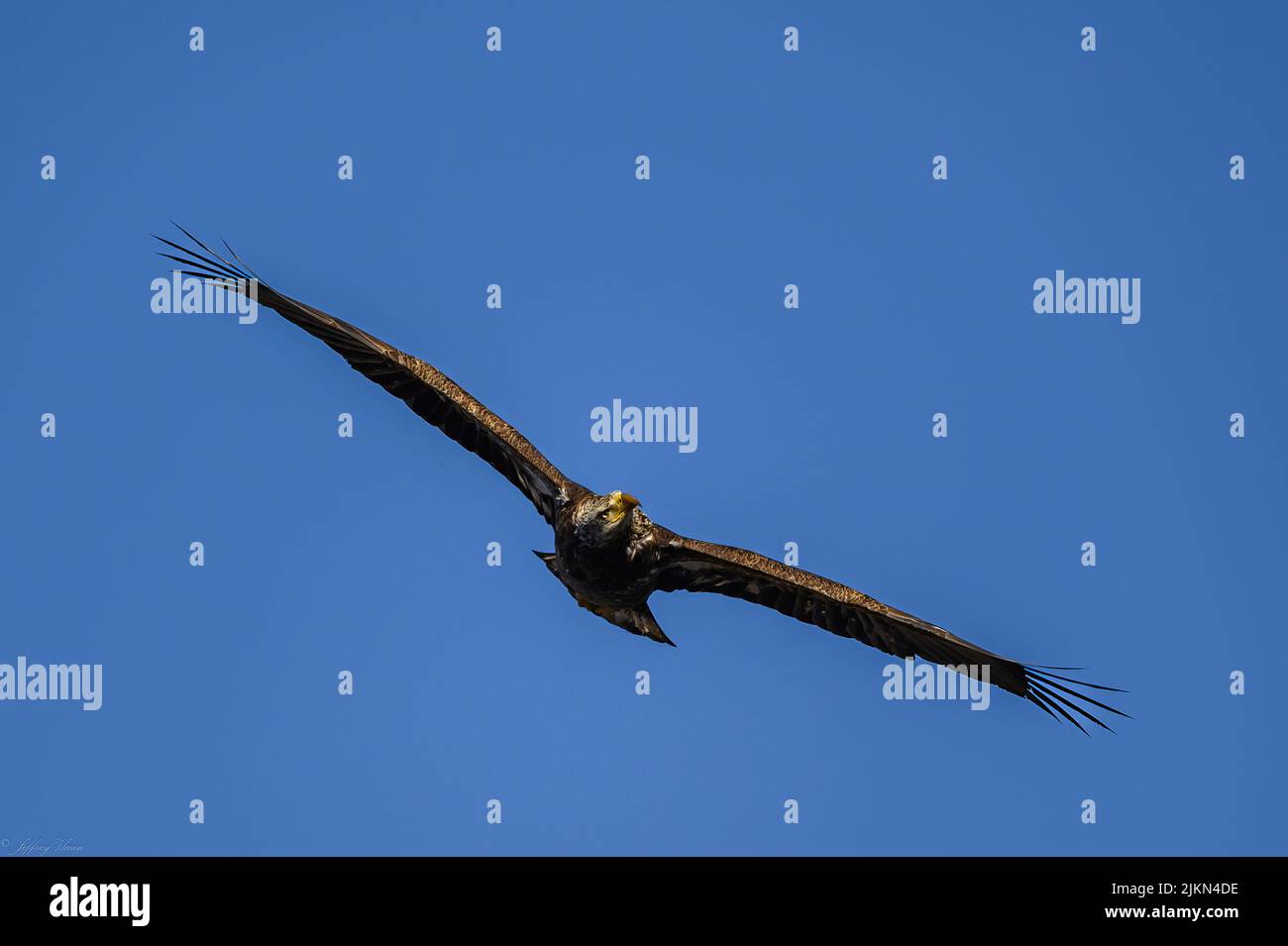 A closeup of a bald eagle captured during mid-flight against a clear ...