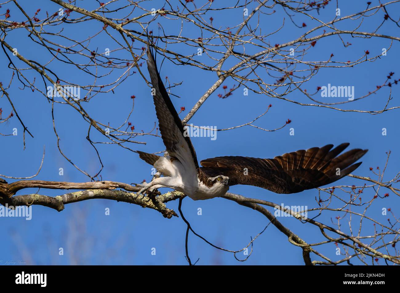 An osprey bird lifting off as an Eagle approached his location Stock ...