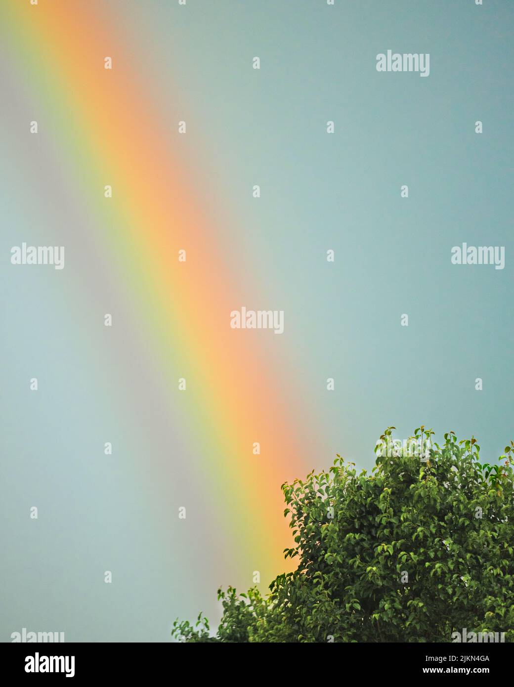 A colorful rainbow shining behind the tree Stock Photo - Alamy