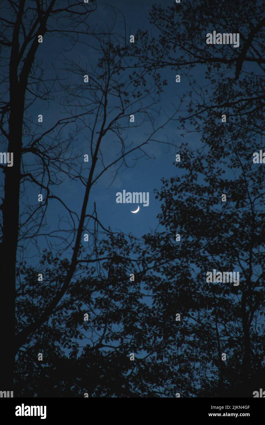 A beautiful scene of Crescent moon shining bright through trees at blue ...