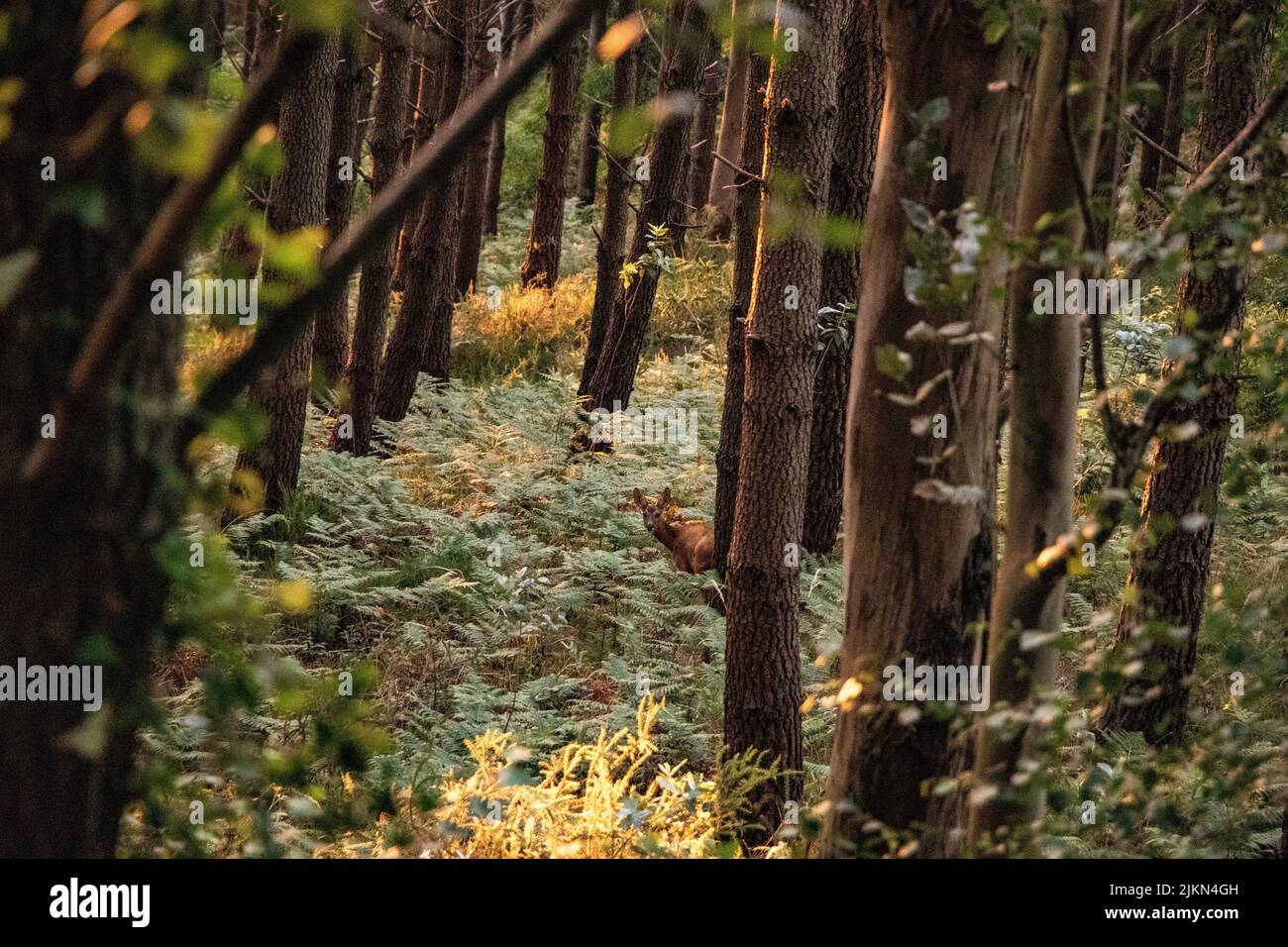 Deer among trees hi-res stock photography and images - Alamy