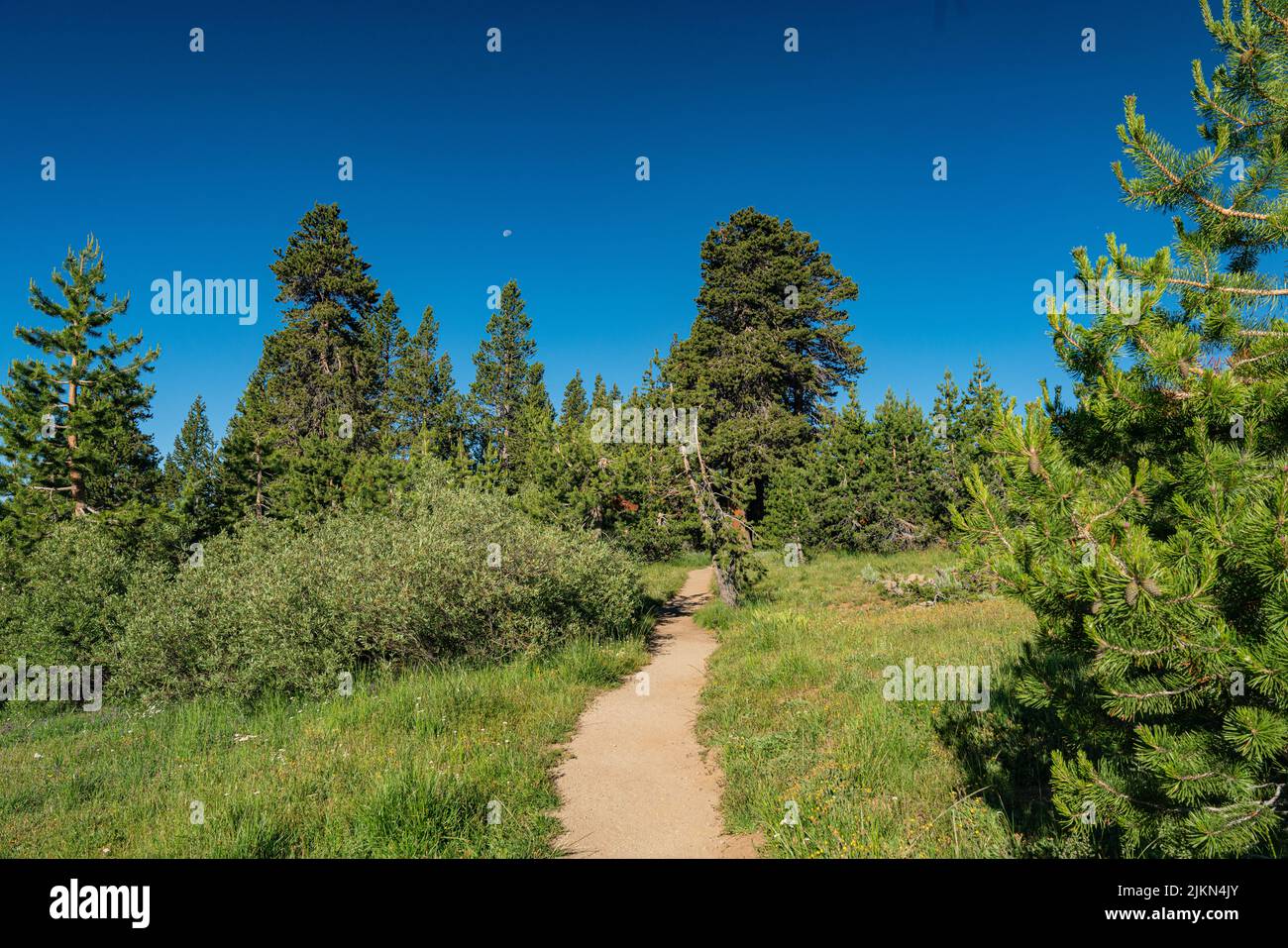Walking trail leads into the wilderness of the northern California ...