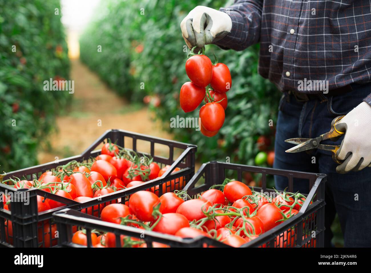 Faceless grower hi-res stock photography and images - Alamy