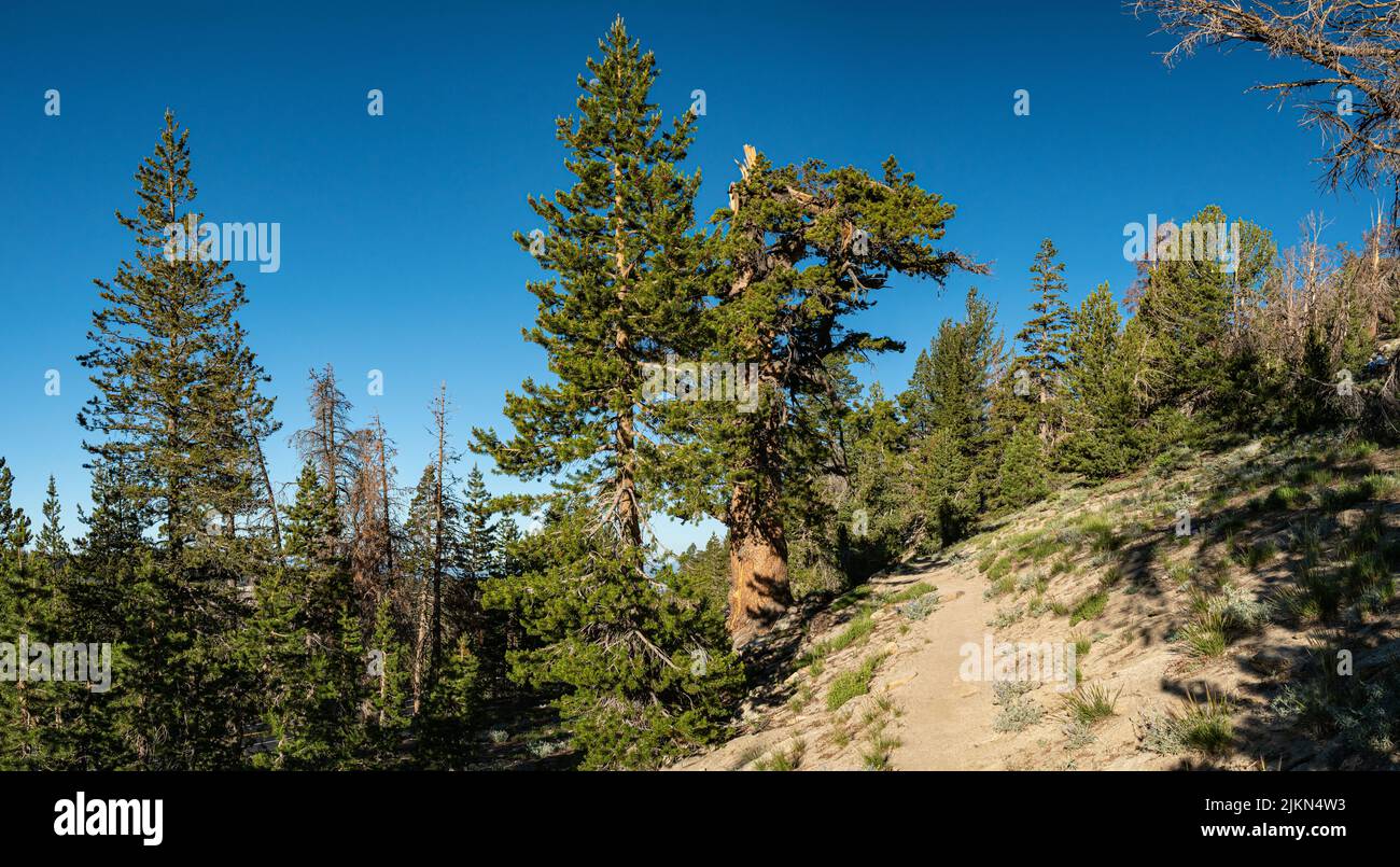 Mountainside hiking trail rims the ridge of a Sierra Nevada mountain ...