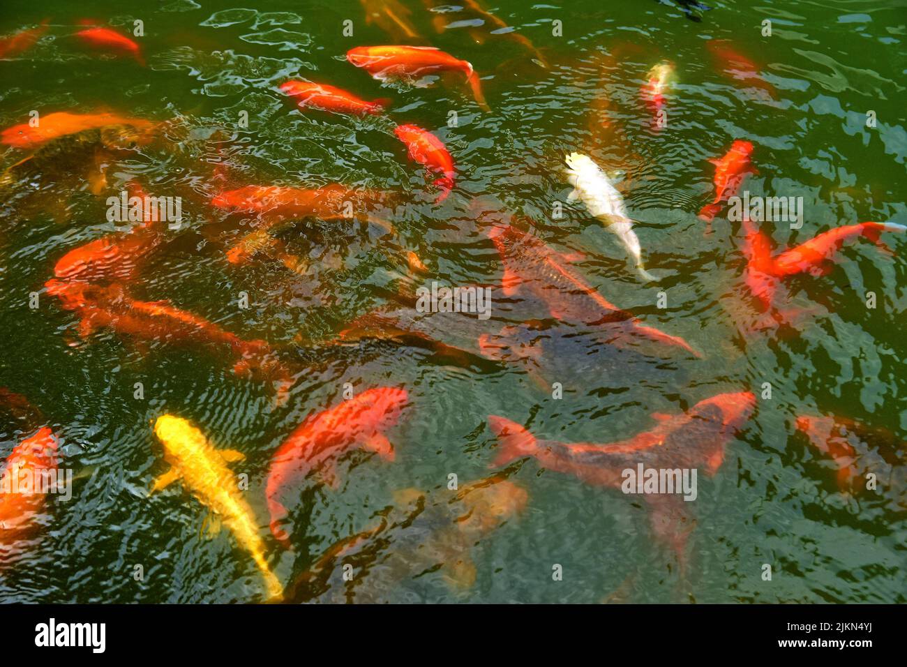 A bright red fish swimming in a pond Stock Photo - Alamy