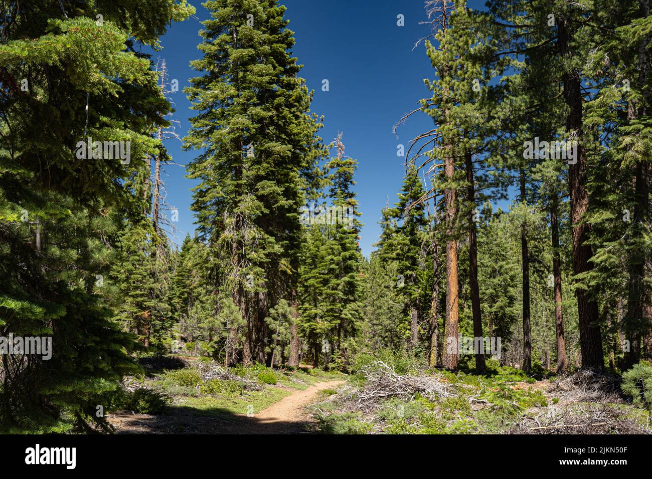 Dirt hikinig trail wraps through the trees in northern California ...