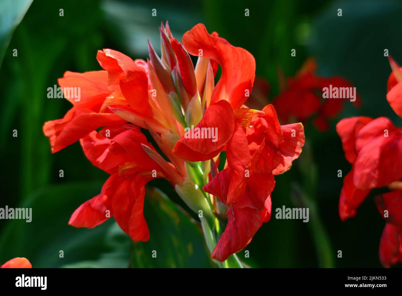 A closeup shot of a red canna flower growing in the garden on a blurry ...
